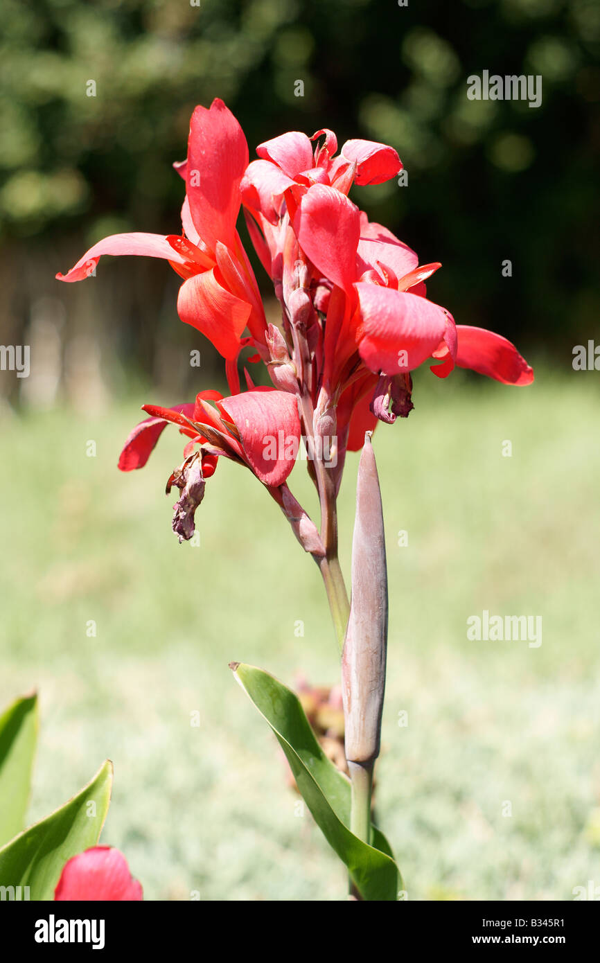 A large bunch of bright red canna lily blooming in a small garden Stock ...