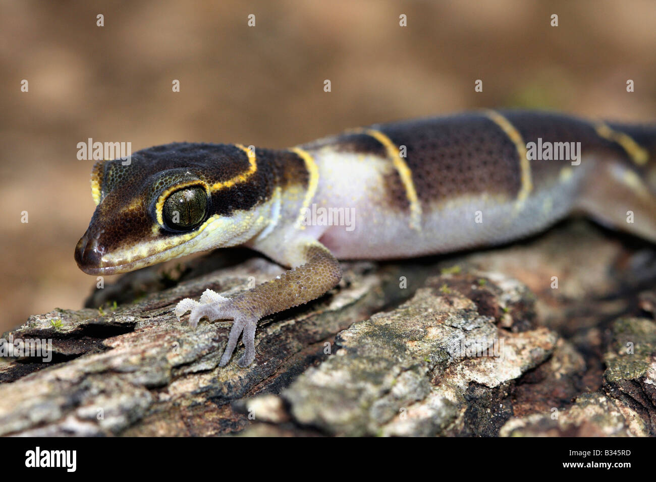 Indian gecko close up hi-res stock photography and images - Alamy