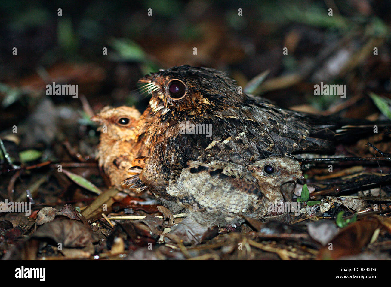 Jerdon's Nightjar (Caprimulgus atripennis) female with chicks on the ...