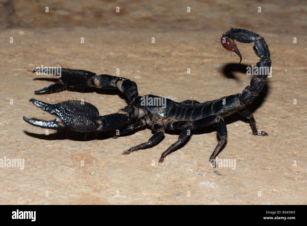 Giant forest scorpion hi-res stock photography and images - Alamy