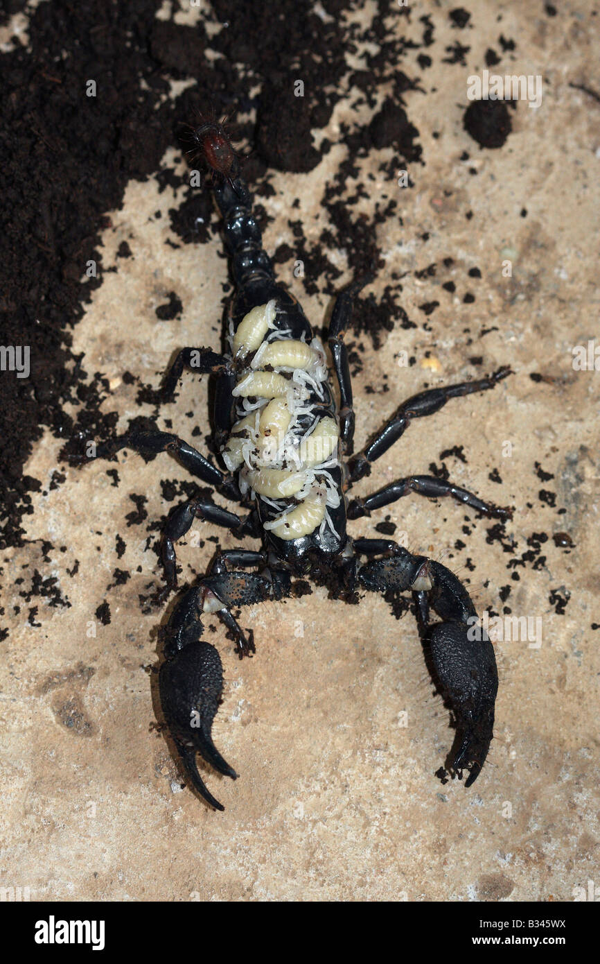 Heterometrus sp. Family SCORPIONIDAE. Giant forest scorpion. Female ...