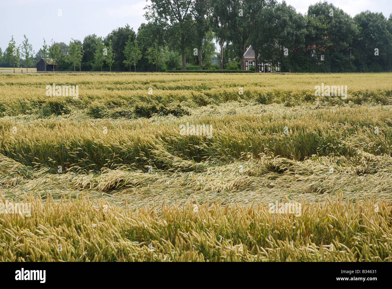crop damage after storm Stock Photo - Alamy