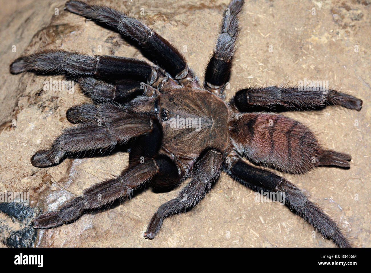 An indian tarantula hi-res stock photography and images - Alamy