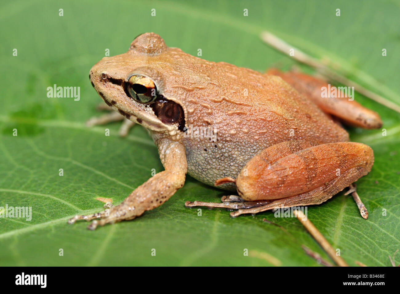 Leaping frog hi-res stock photography and images - Alamy