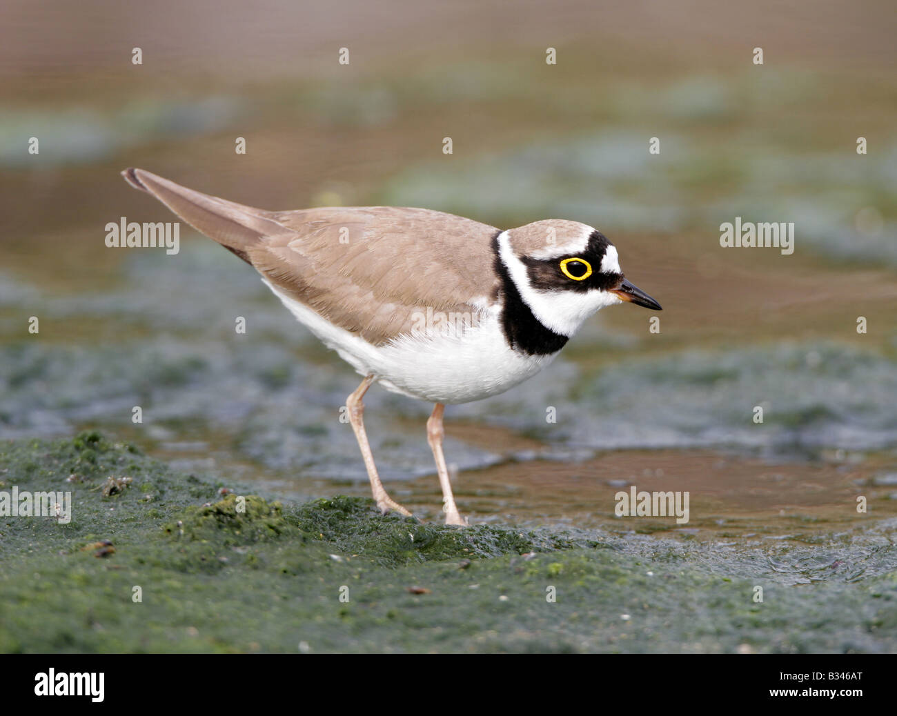 Plover bird hi-res stock photography and images - Alamy