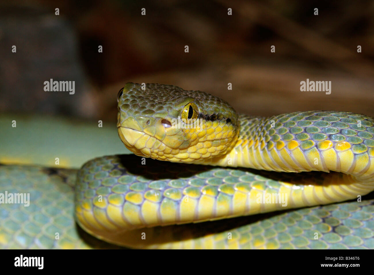 BAMBOO PIT VIPER. Trimeresurus gramineus. Venomous Common Marol, Mumbai ...