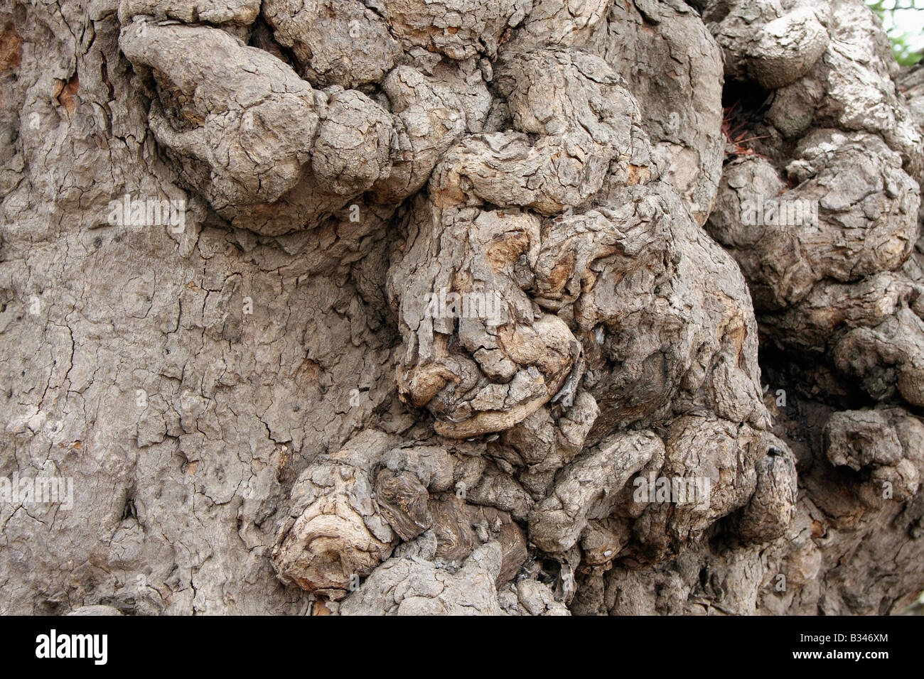 Gnarled Knots on a tree Bhuleshwar, Pune district Stock Photo - Alamy