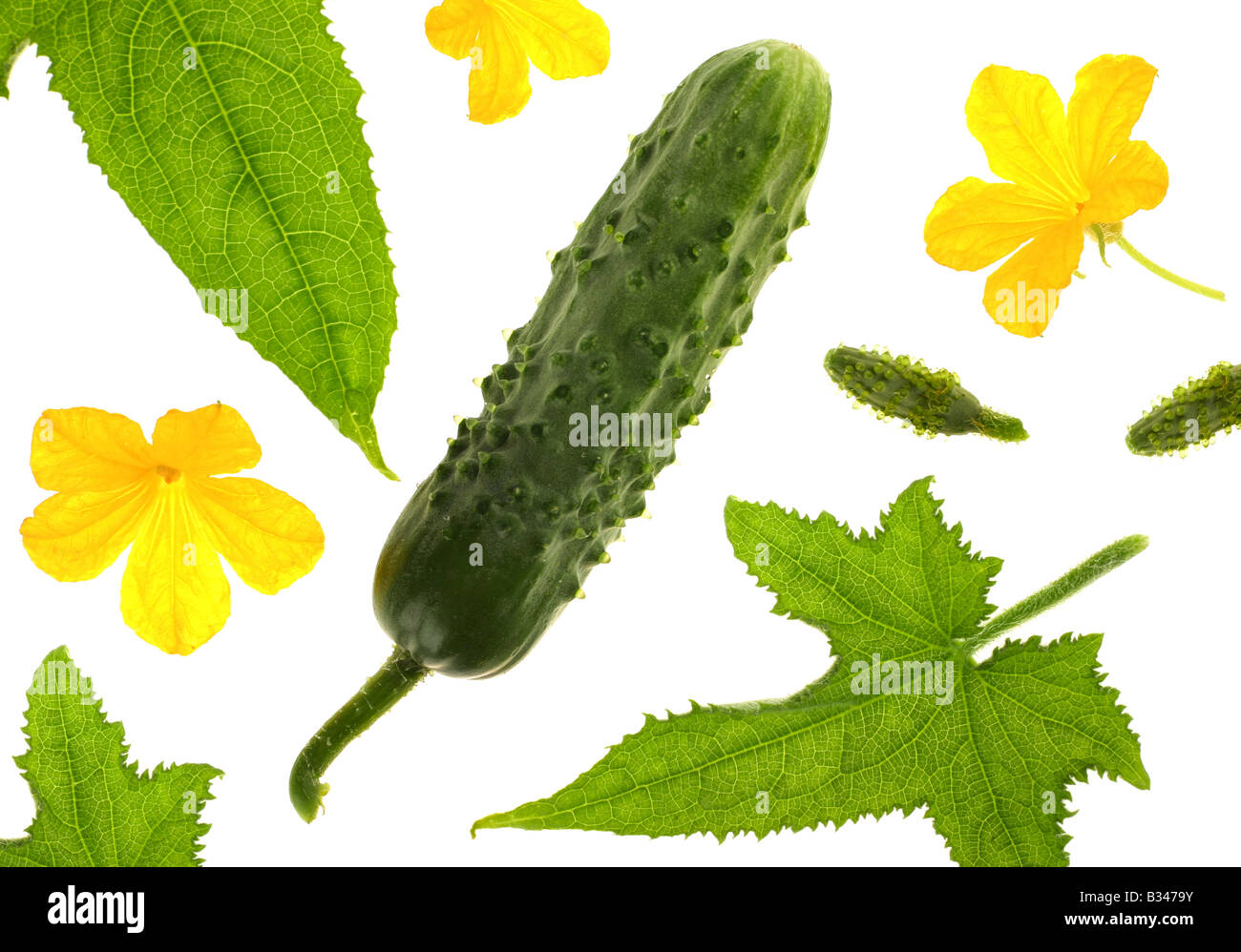 Cucumber with leaf hi-res stock photography and images - Alamy