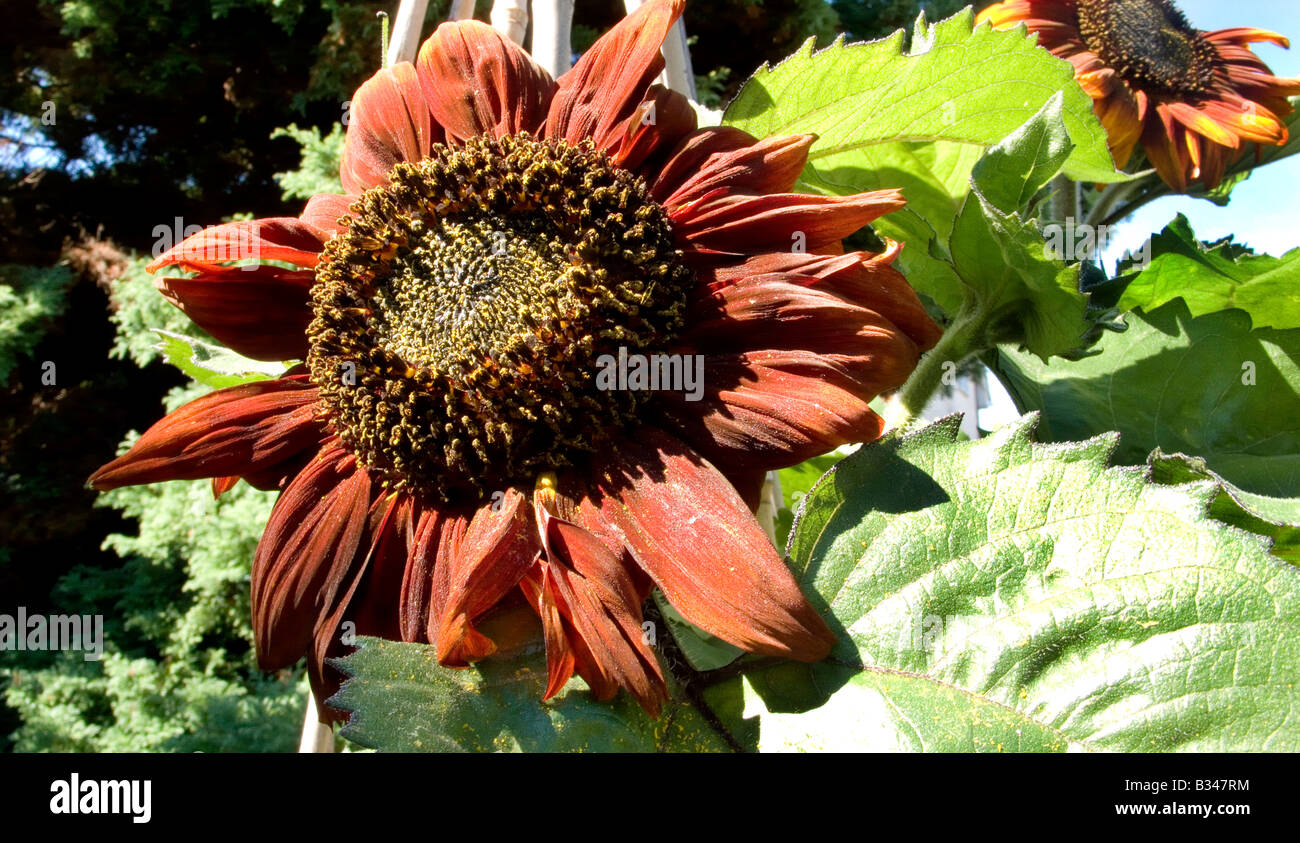 Helianthus Annuus Double Dandy