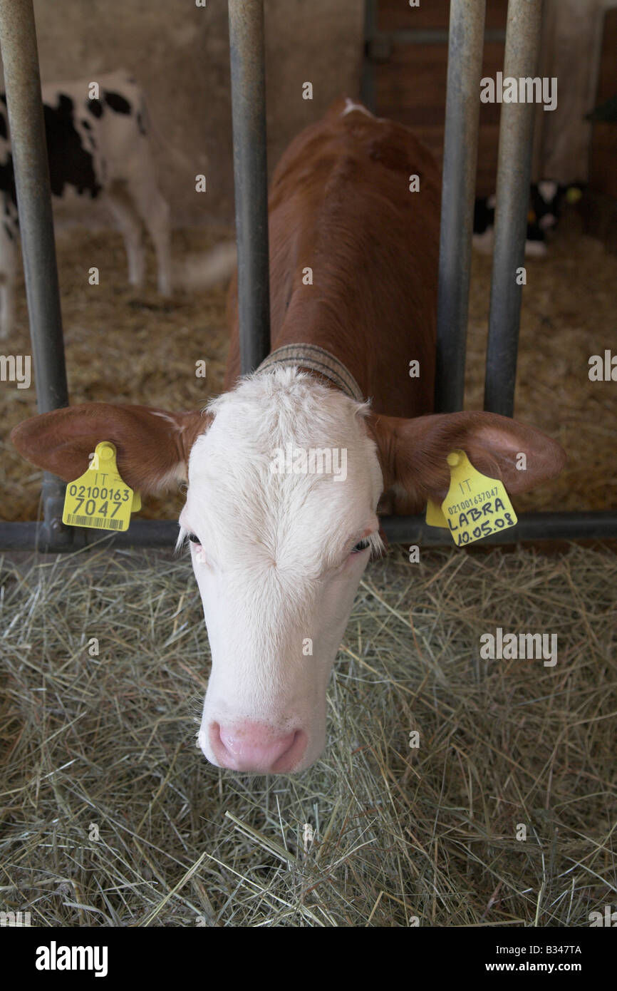 Calf with identification tags Stock Photo - Alamy