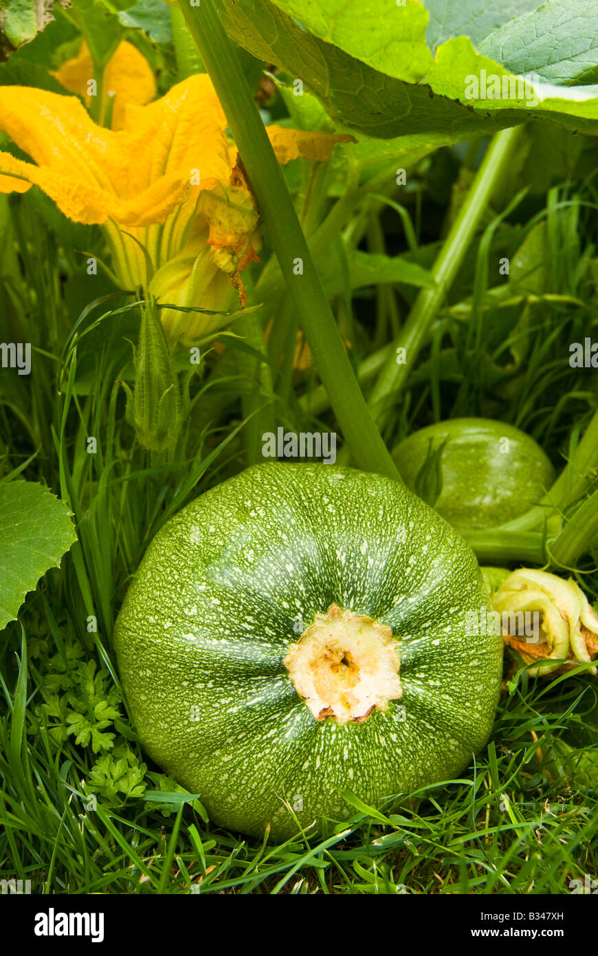 Round Courgette & Courgette Flower (Courgette Tondo Di Toscana) Growing ...