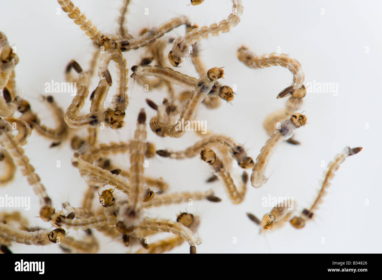 Mosquito larva hi-res stock photography and images - Alamy