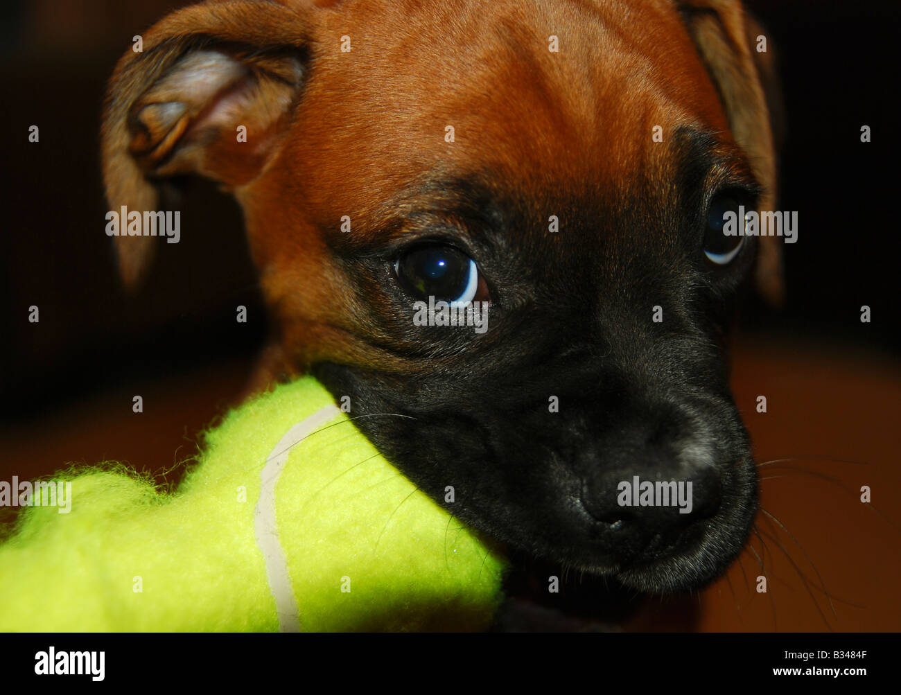 A Boxer puppy chewing a Tennis ball Stock Photo - Alamy