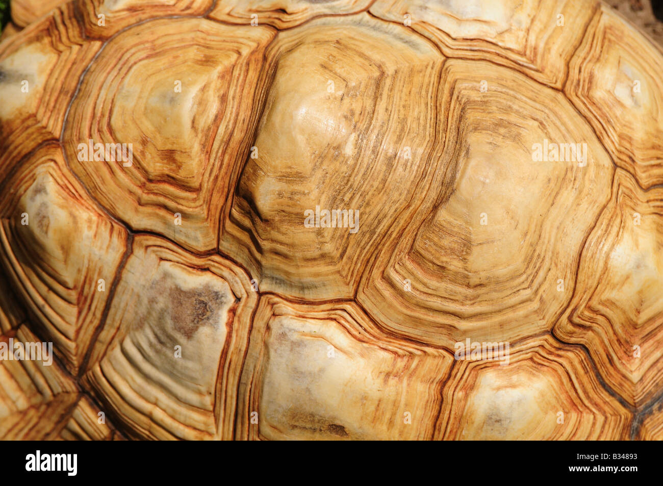 Turtle shell hi-res stock photography and images - Alamy