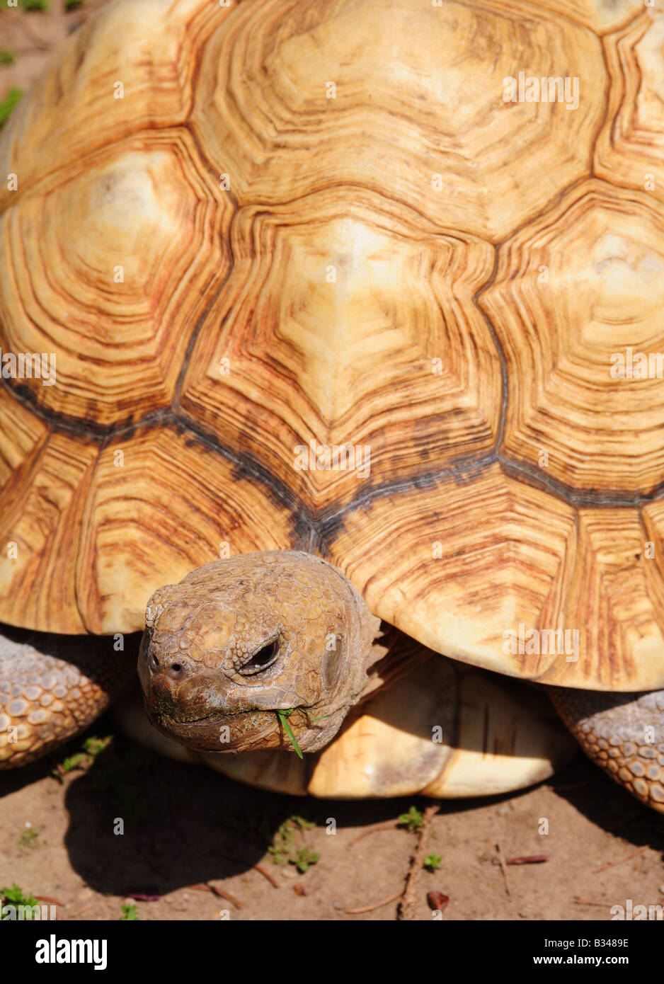 Turtle shell hi-res stock photography and images - Alamy