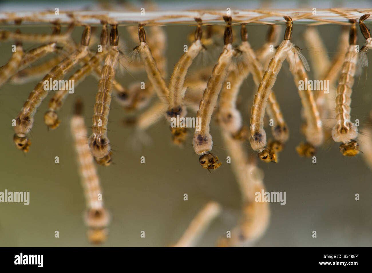 Lateral underwater view of larvae and pupae of Aedes albopictus, the ...
