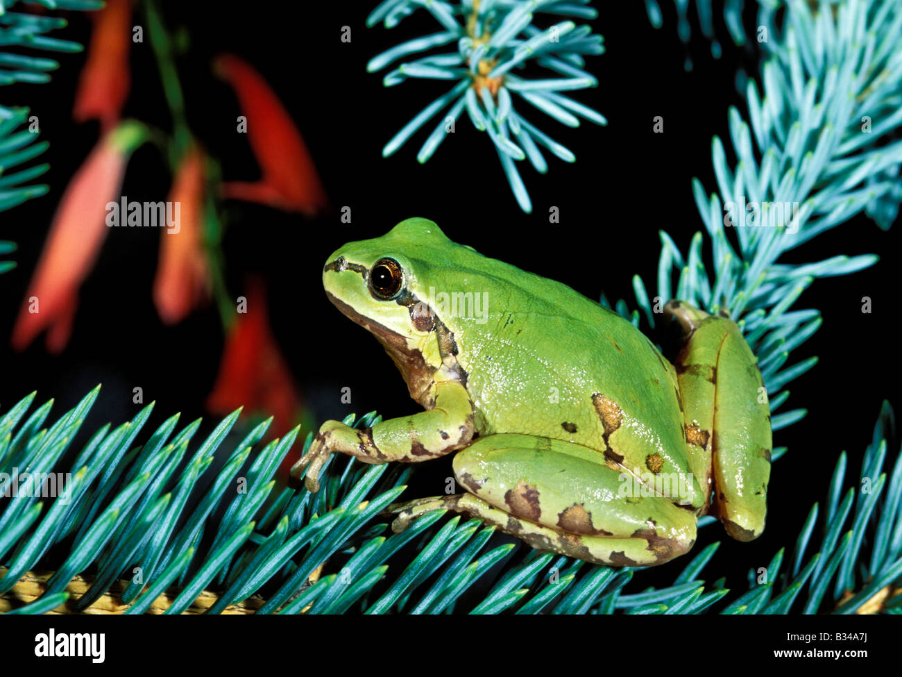 Arizona mountain treefrog hi-res stock photography and images - Alamy