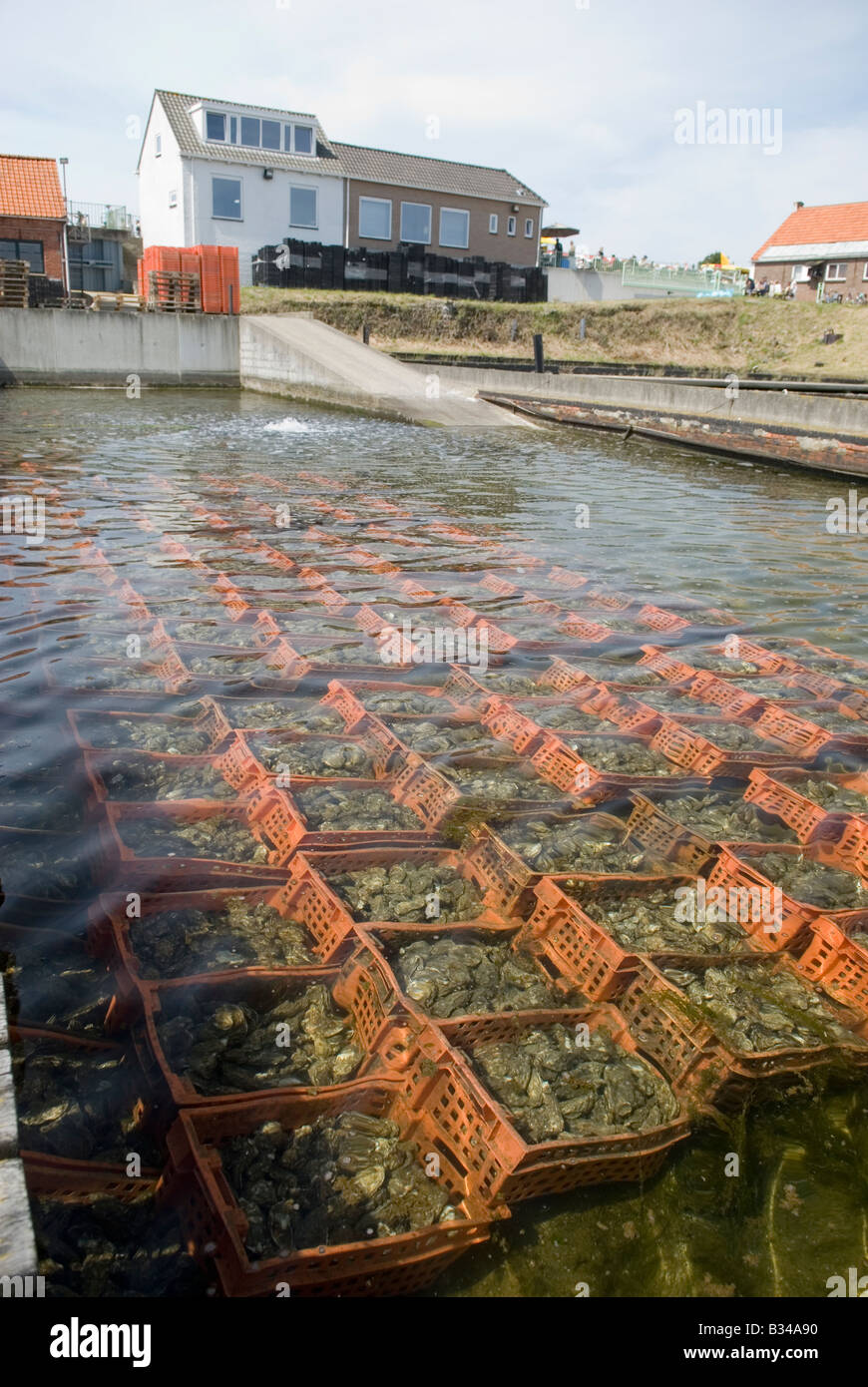 Oyster farming underwater hi-res stock photography and images - Alamy