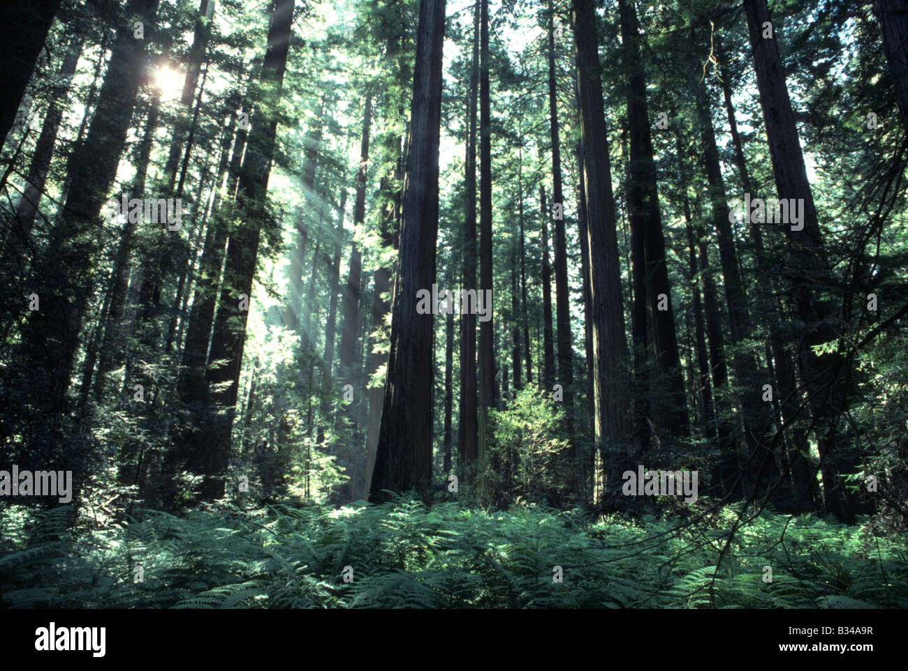 Redwood trees in forest hi-res stock photography and images - Alamy