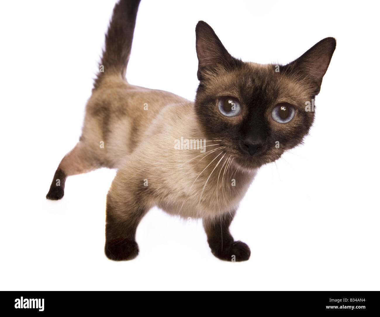 Cute seal point Munchkin cat isolated on white background Stock Photo ...