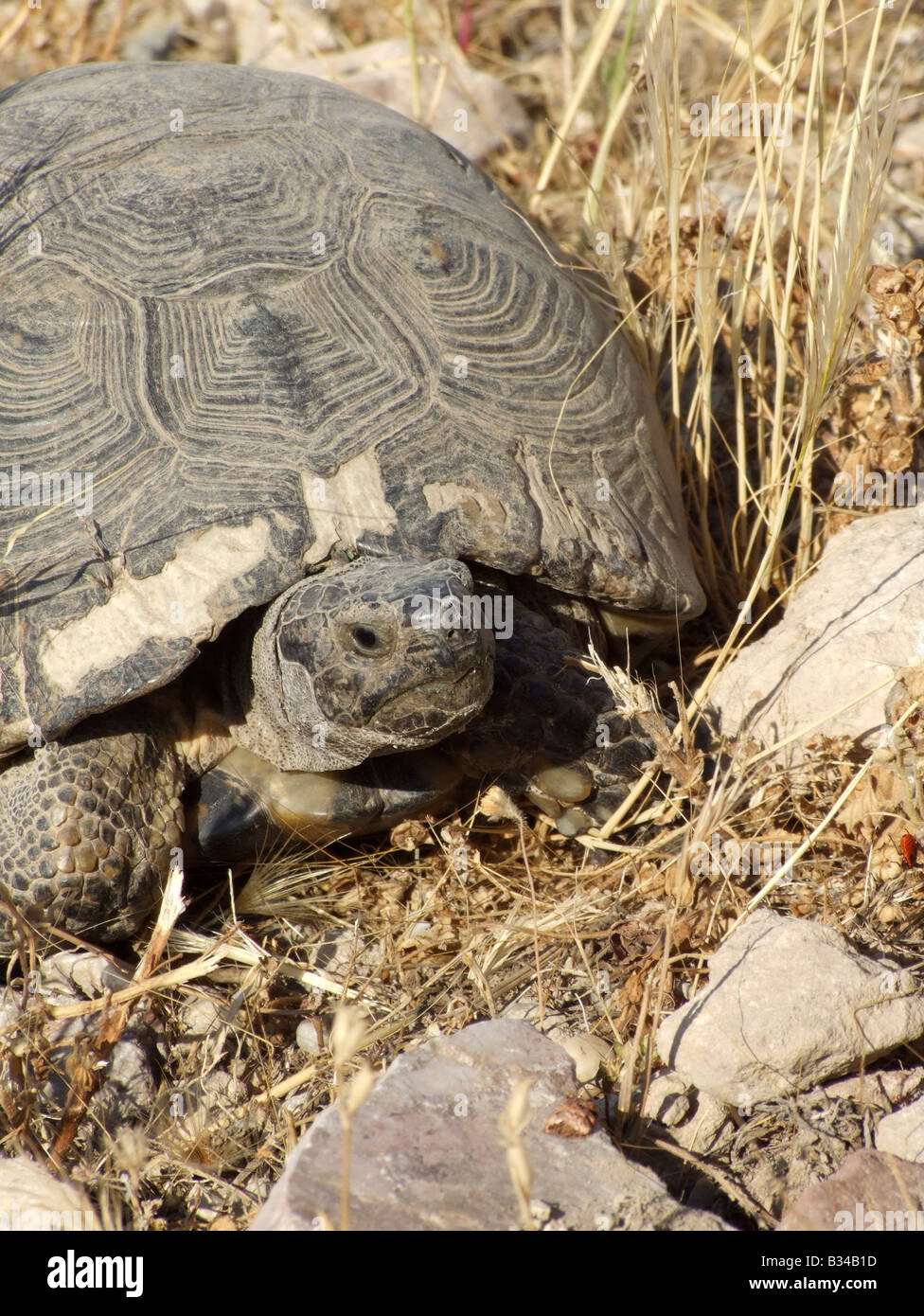 tortoise on the acropolis hill in athens greece Stock Photo - Alamy