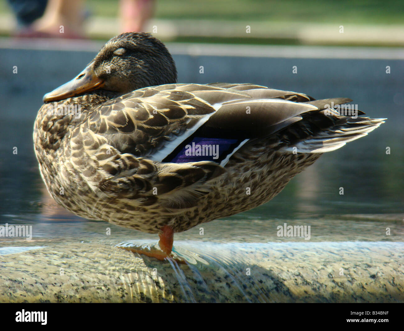 Contented Female Mallard Duck in Washington DC Stock Photo - Alamy