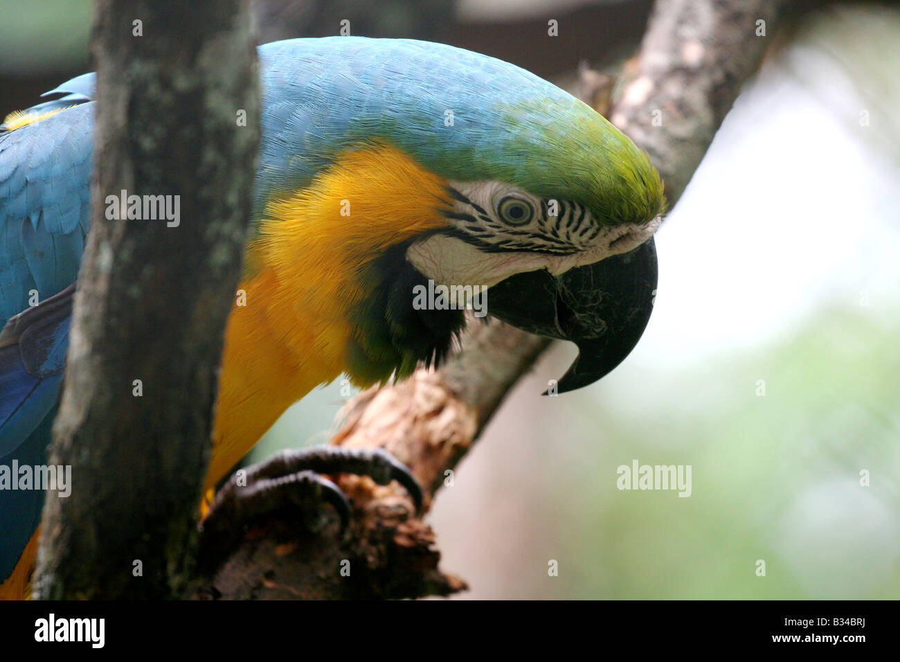 Ara ararauna macaw in a shelter of Panama province of Cocle at El Valle ...