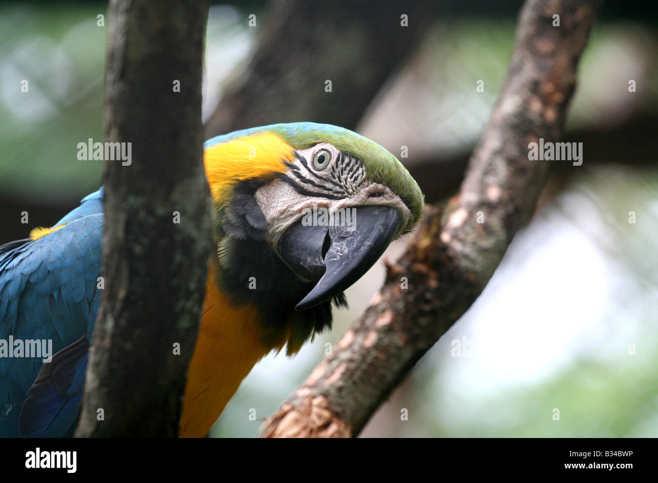 Arara caninde hi-res stock photography and images - Alamy