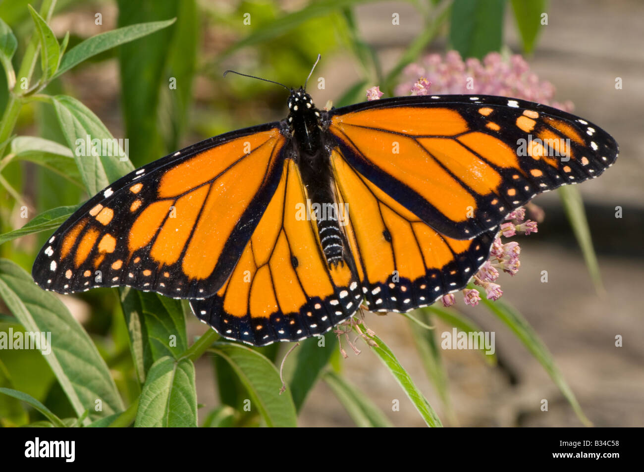 Monarch butterfly on milkweed hi-res stock photography and images - Alamy