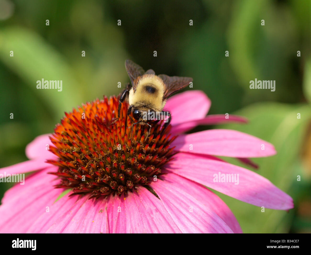 bee on Echinacea, cone flower in garden in Central Park Stock Photo - Alamy