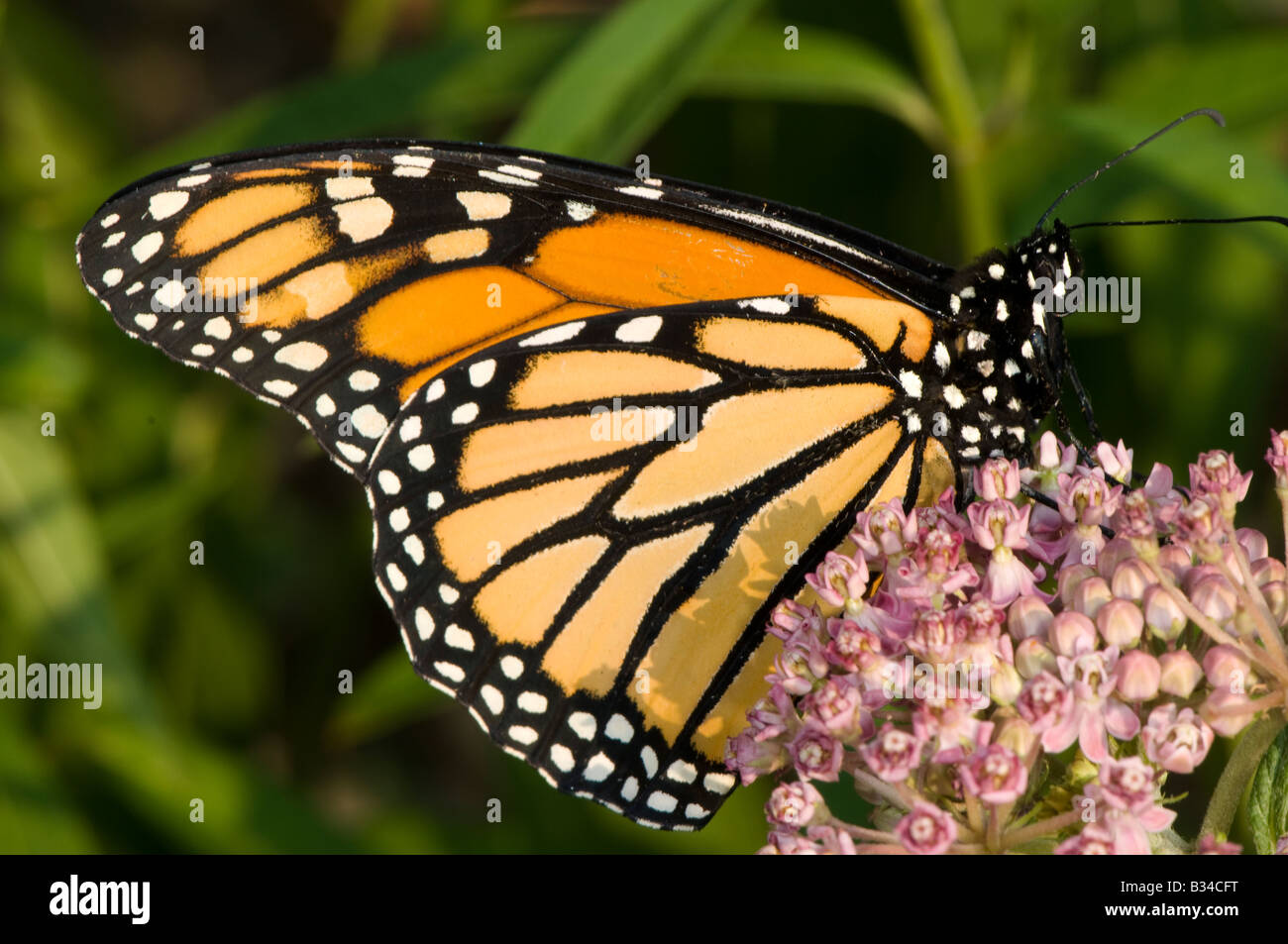 monarch butterfly on milkweed Stock Photo - Alamy