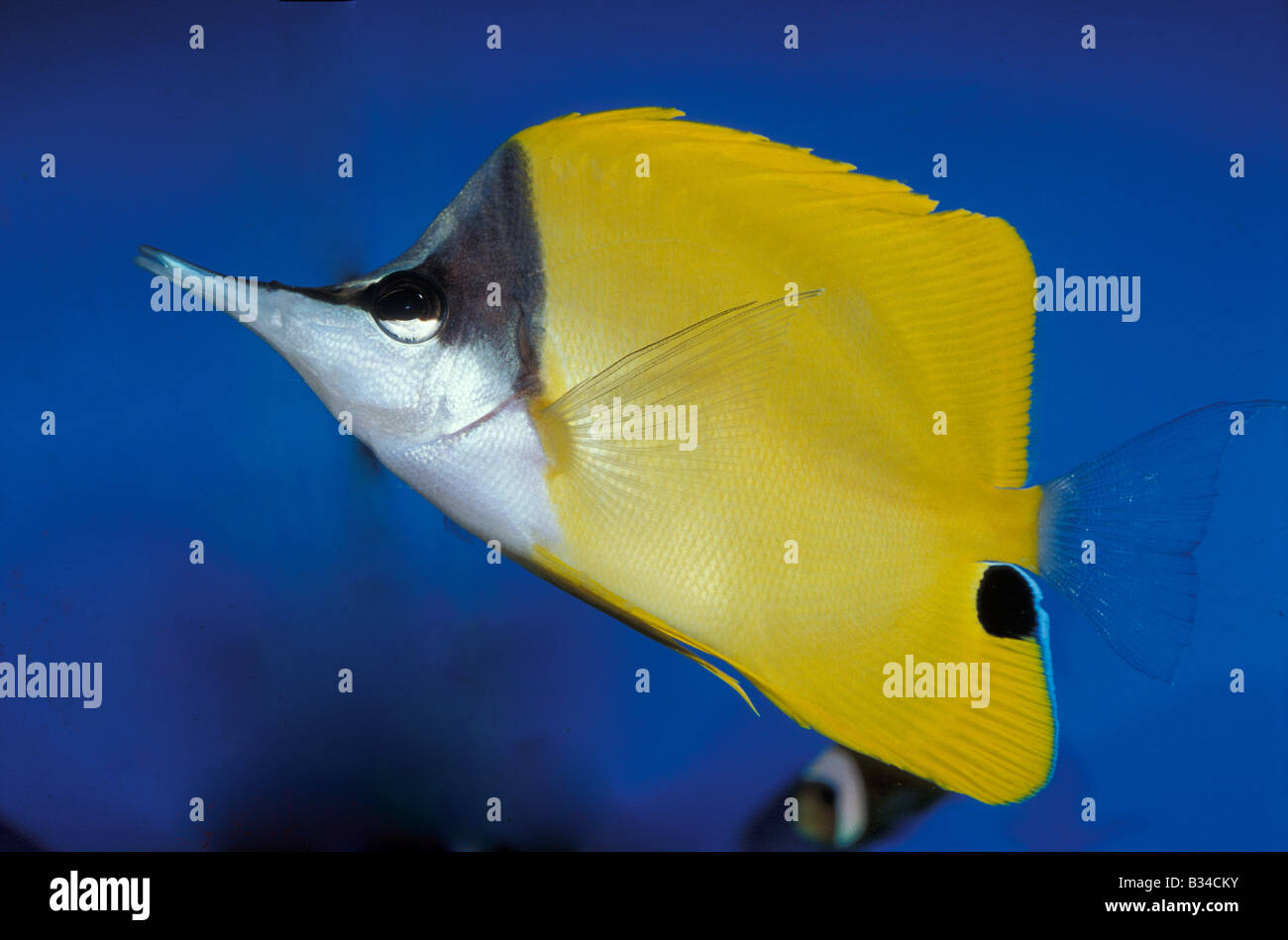 Longnose Butterflyfish, Forcipiger flavissimus, Chetodontidae Stock ...