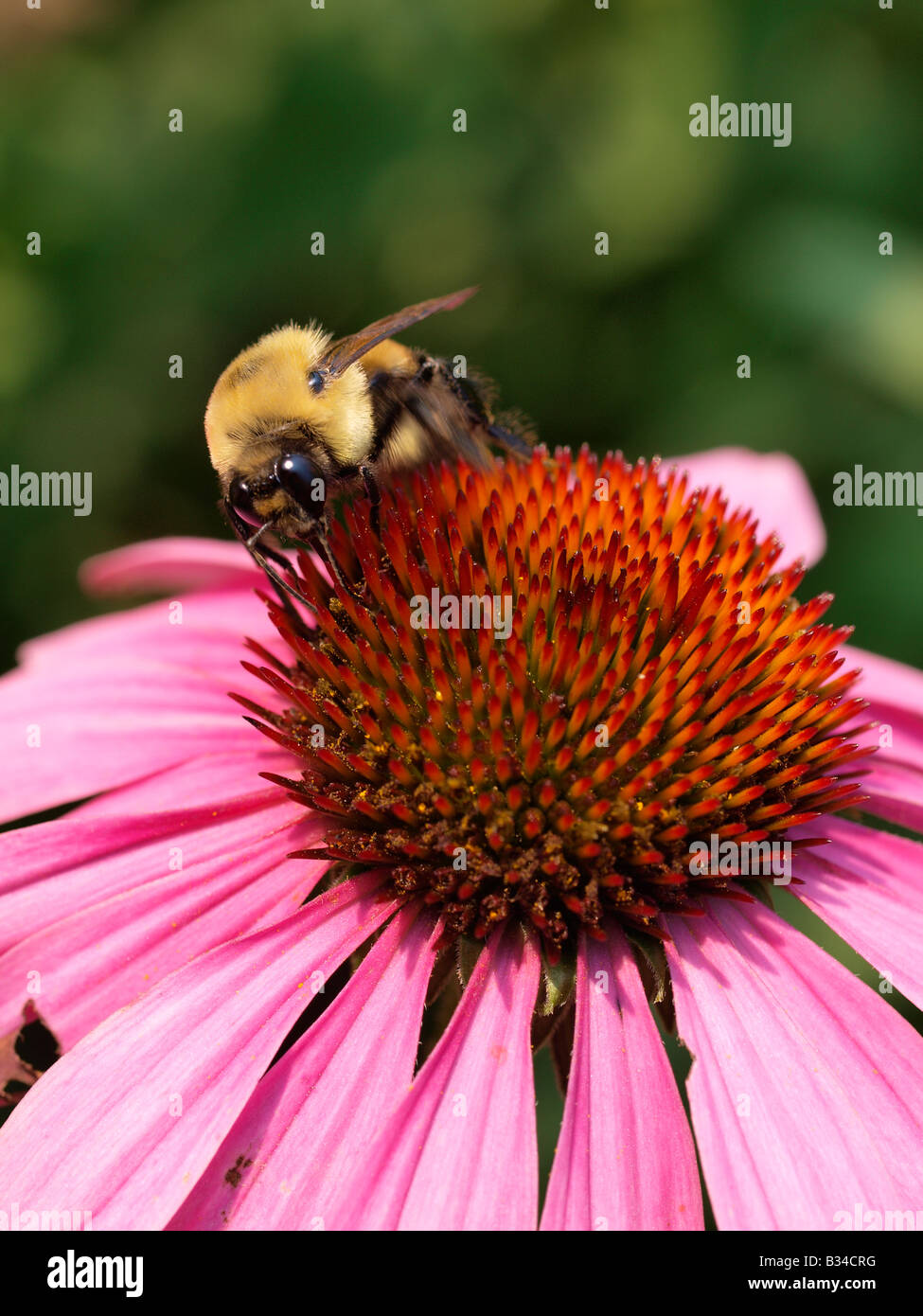 Bee flower bumble cone hi-res stock photography and images - Alamy