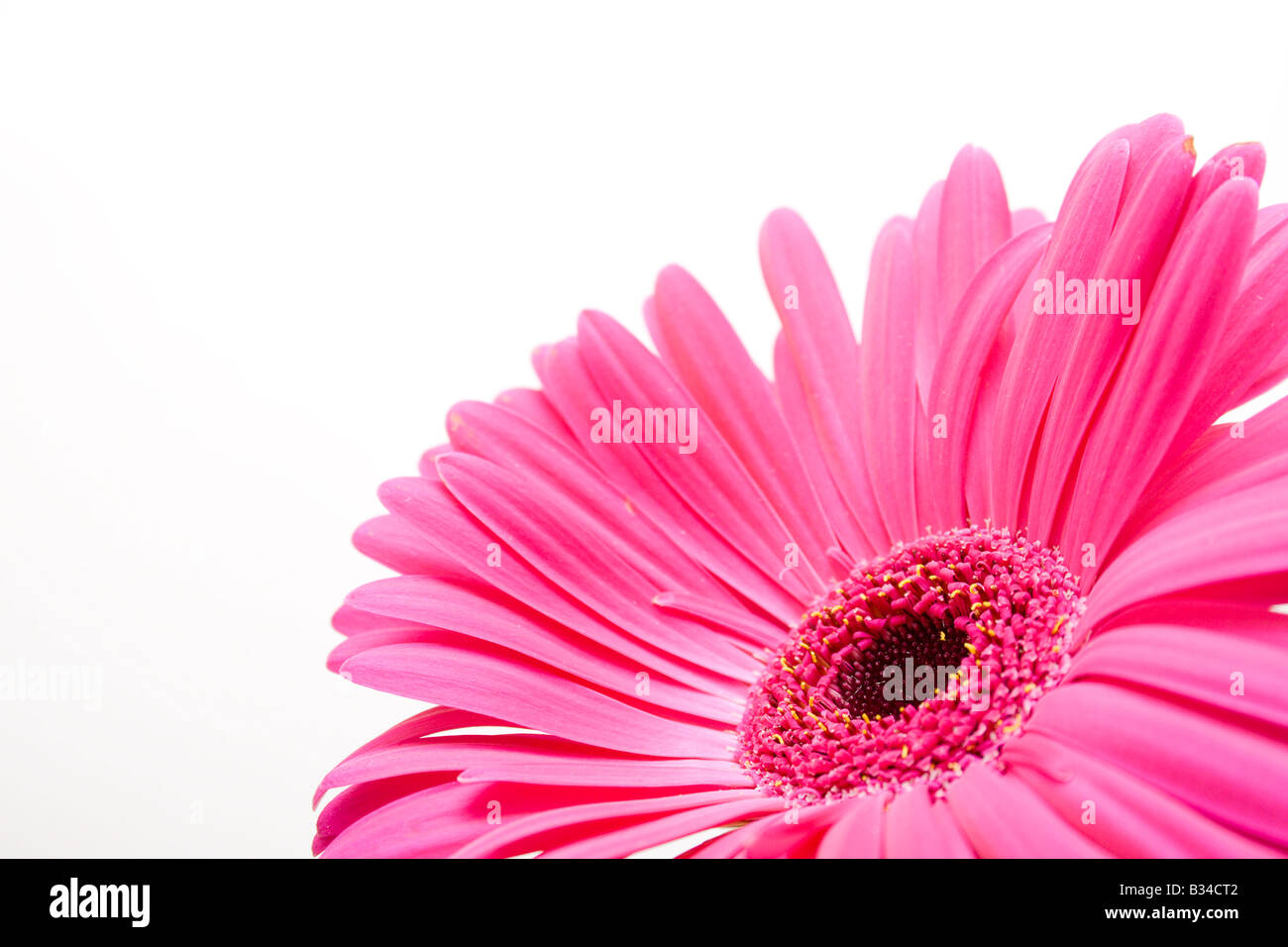 tender pink daisy Stock Photo - Alamy