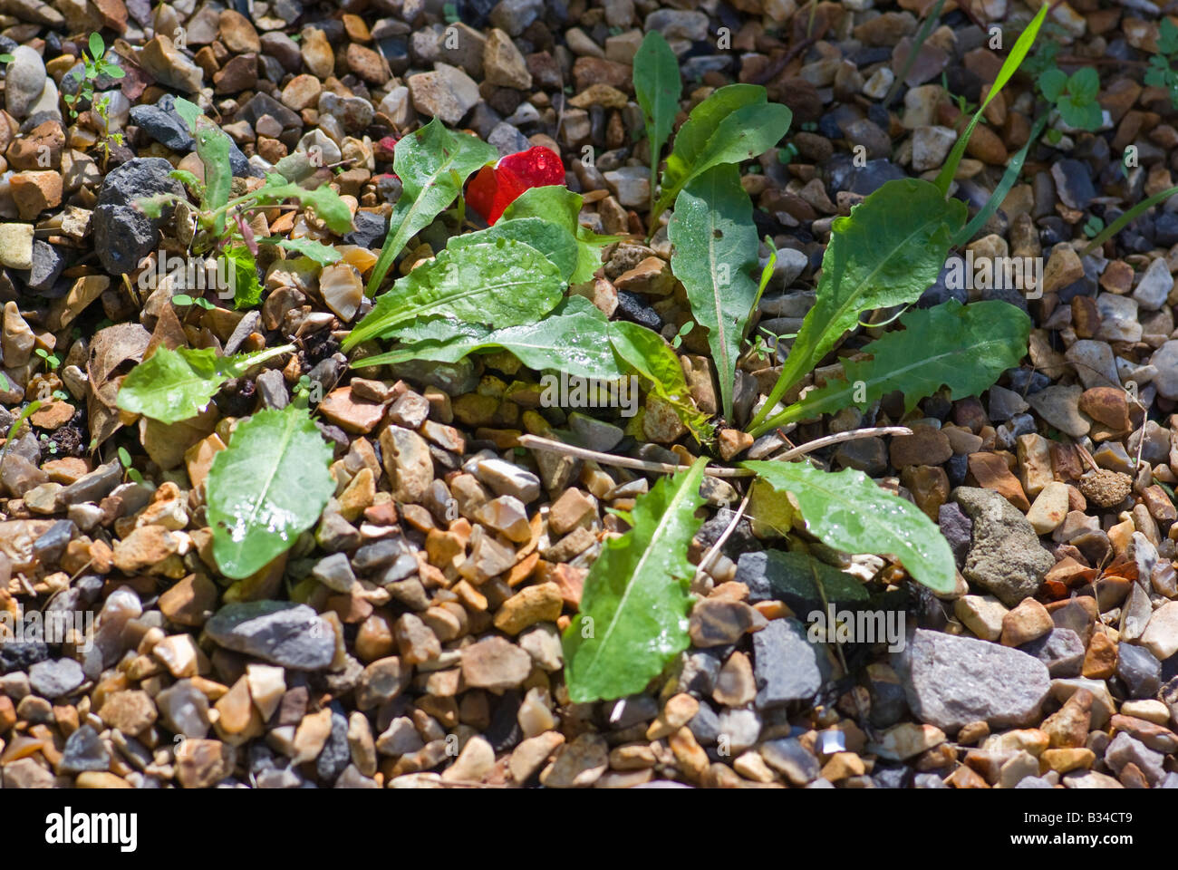 Unwanted plants weeds hi-res stock photography and images - Alamy