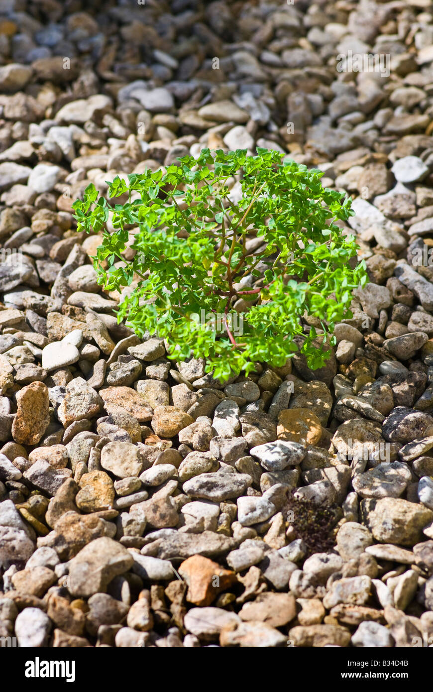Unwanted weed hi-res stock photography and images - Alamy