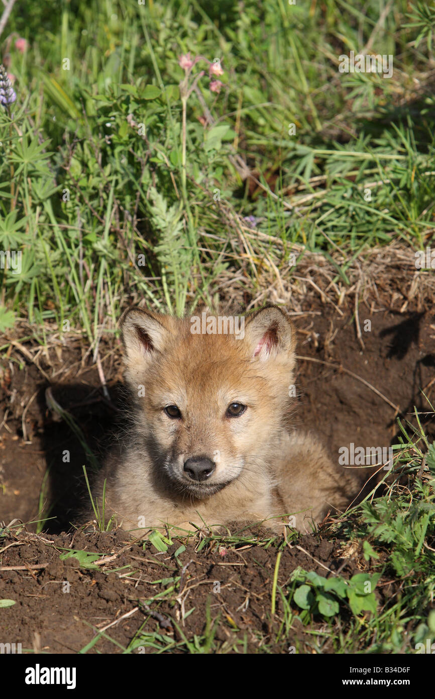 Wolf pups den hi-res stock photography and images - Alamy