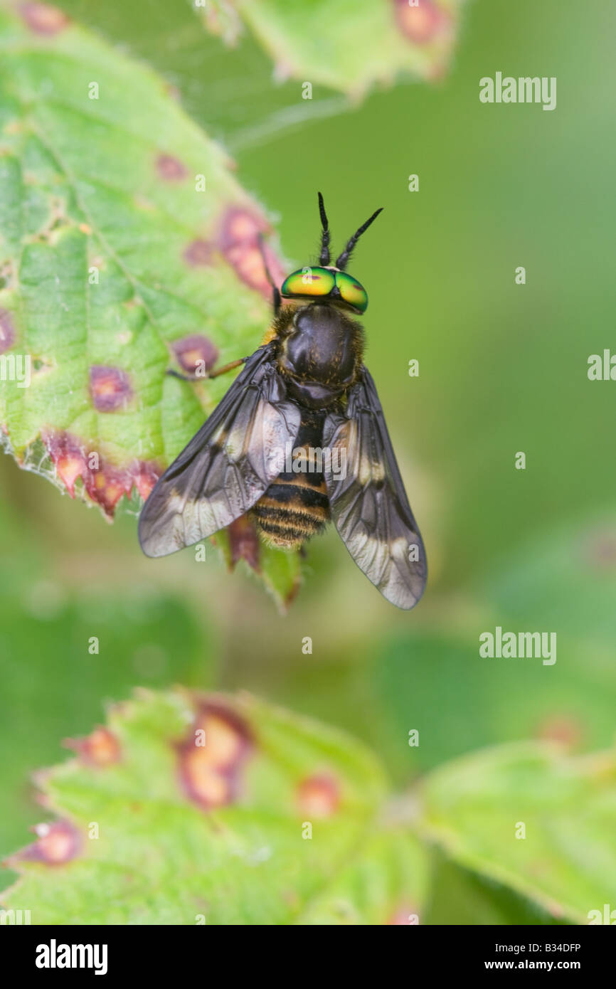 Stinging fly hi-res stock photography and images - Alamy