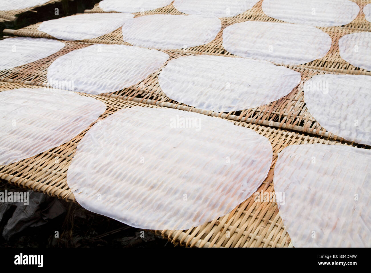 Drying fresh rice paper in the field Stock Photo - Alamy