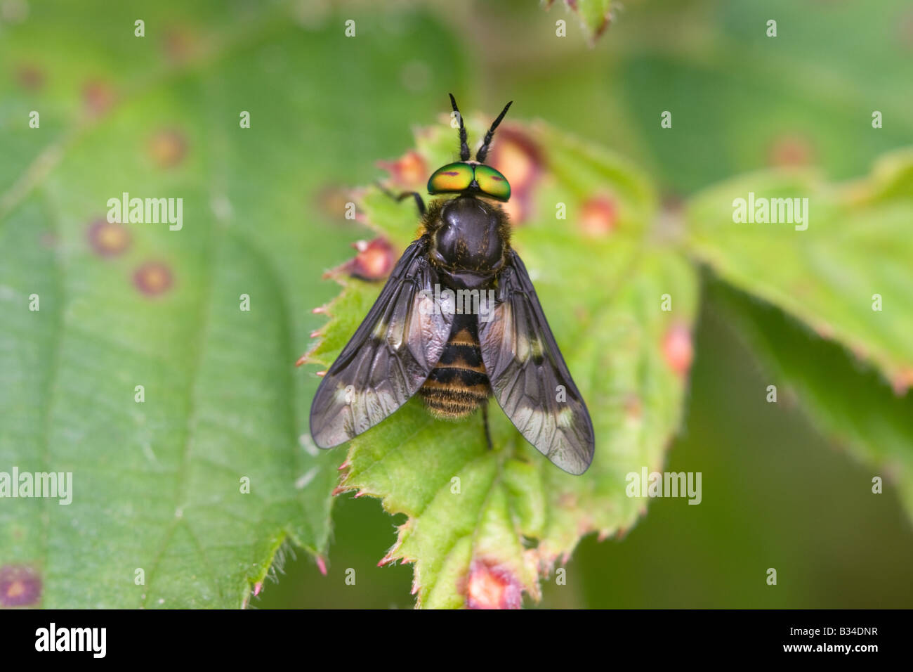 Stinging fly hi-res stock photography and images - Alamy