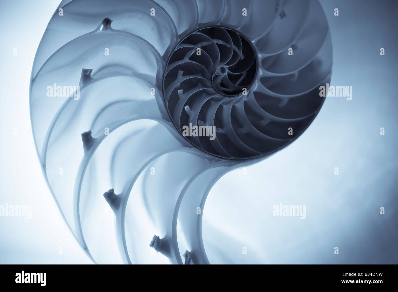 Split nautilus seashell showing inner float chambers Stock Photo - Alamy