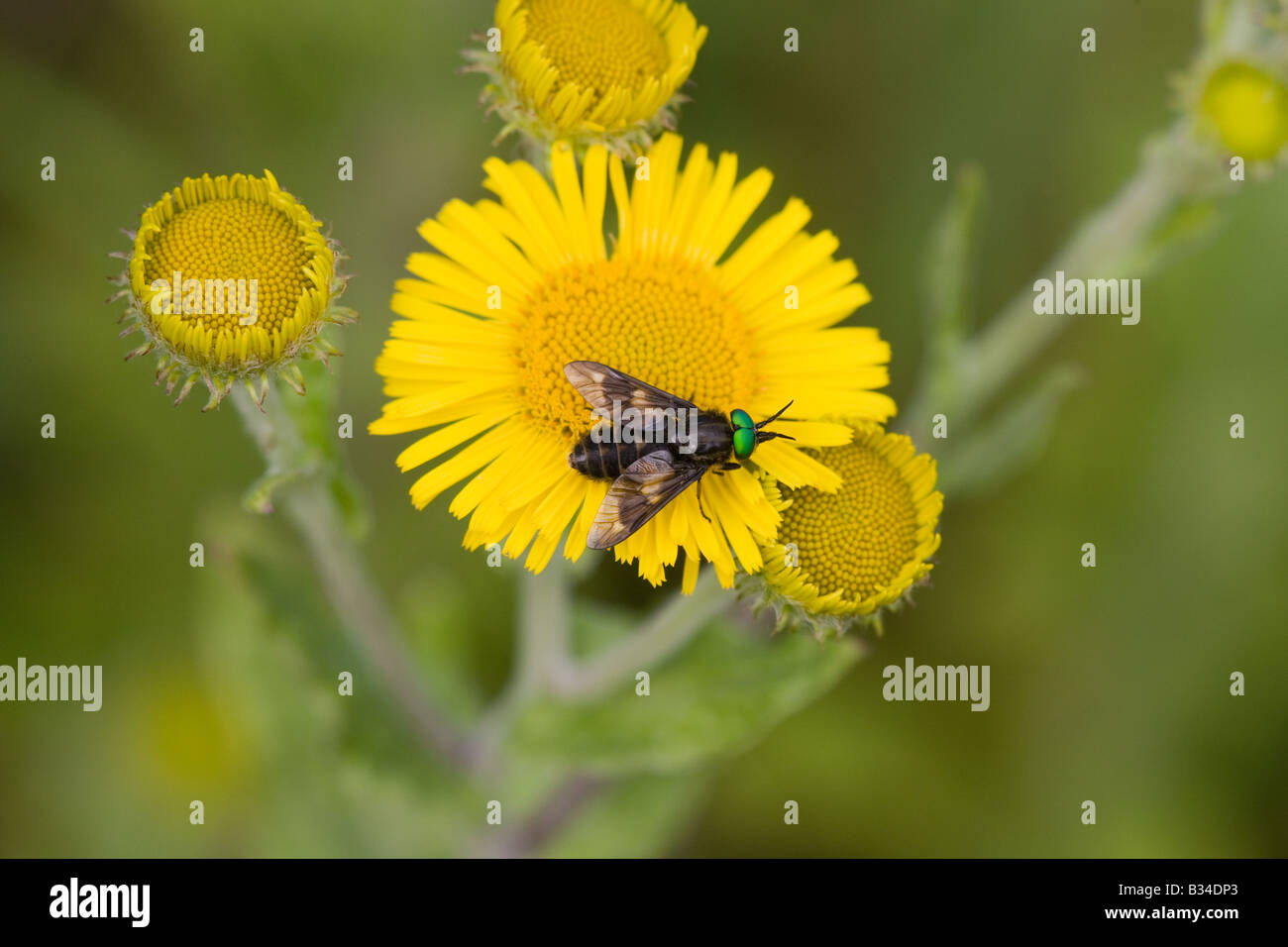 Thunder flower hi-res stock photography and images - Alamy