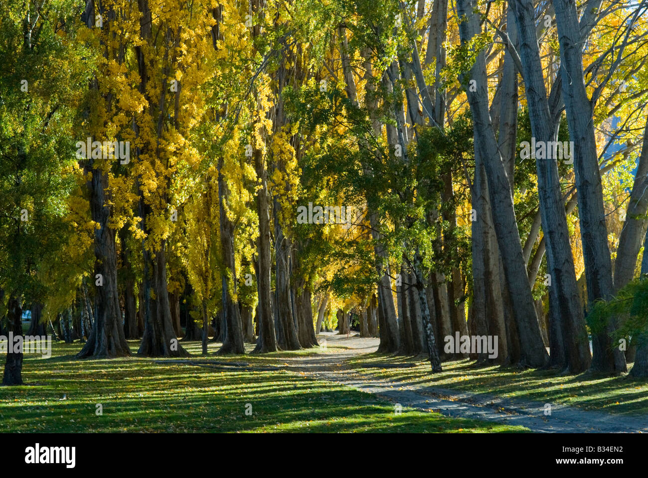 Lakeside trees in Wanaka Stock Photo - Alamy
