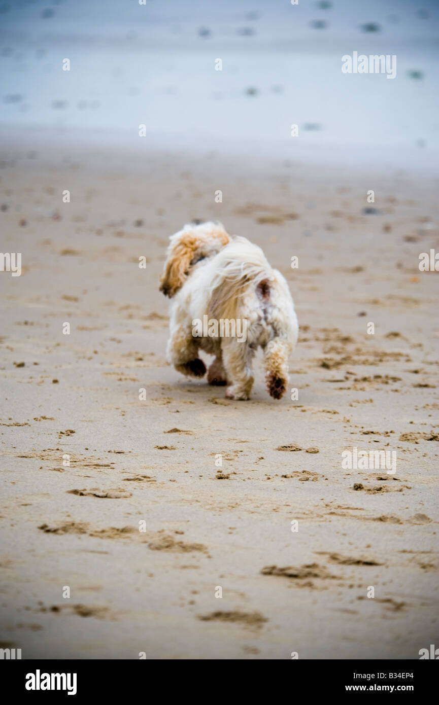 Dog running behind hi-res stock photography and images - Alamy