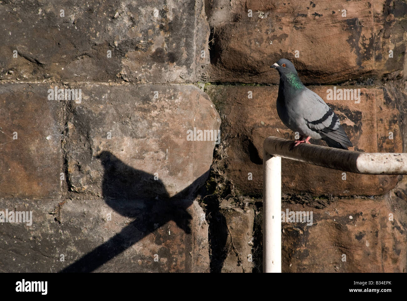 Pigeon rest hi-res stock photography and images - Alamy