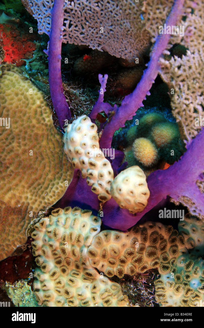 Close up of coral reef showing various corals living together in a ...