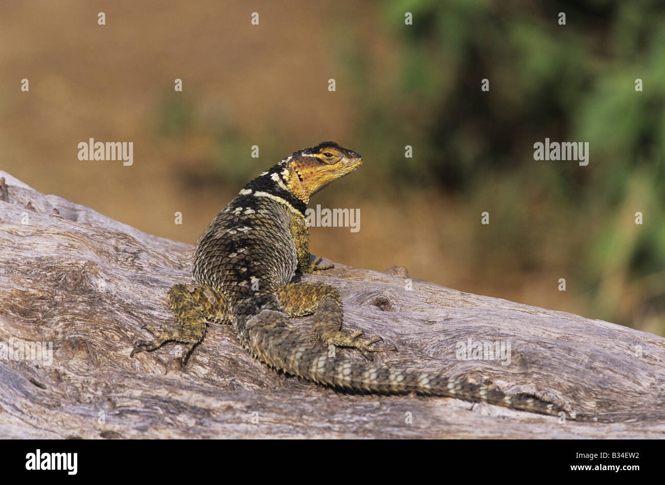 Blue Spiny Lizard Sceloporus serrifer cyanogenys adult on log sunning ...