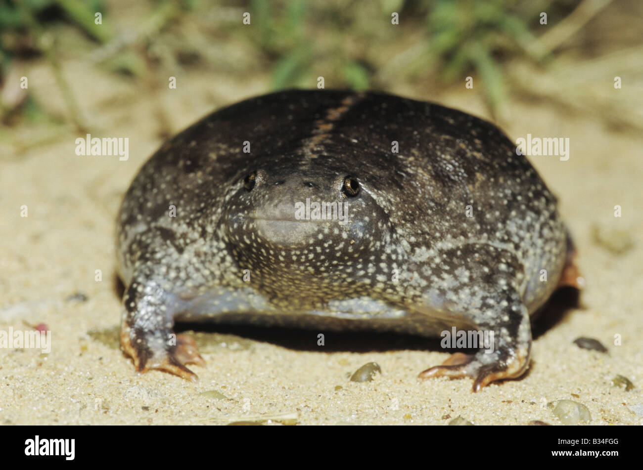 Photo of american toad hi-res stock photography and images - Alamy