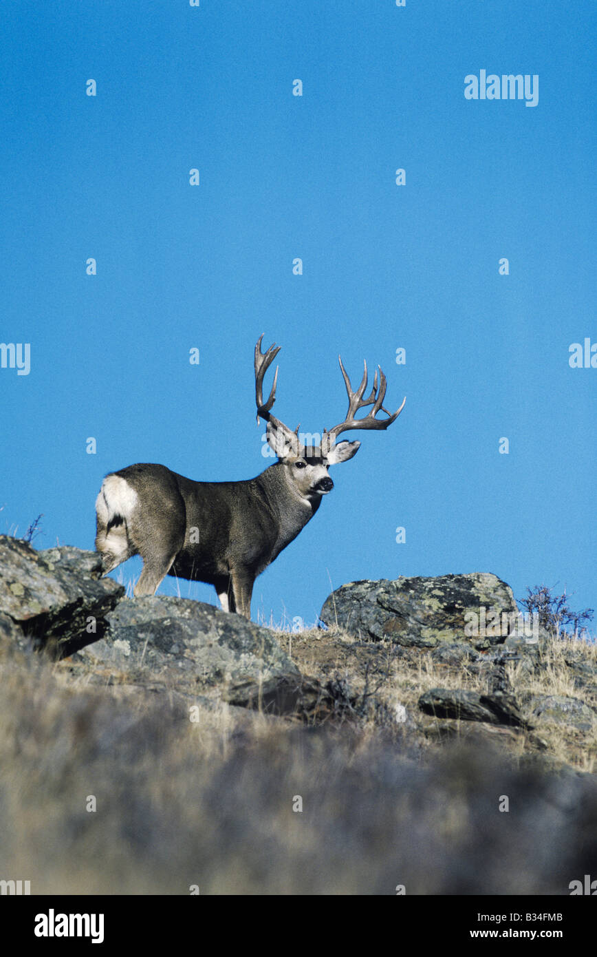 Mule Deer Black-tailed Deer Odocoileus hemionus adult on rock ledge ...