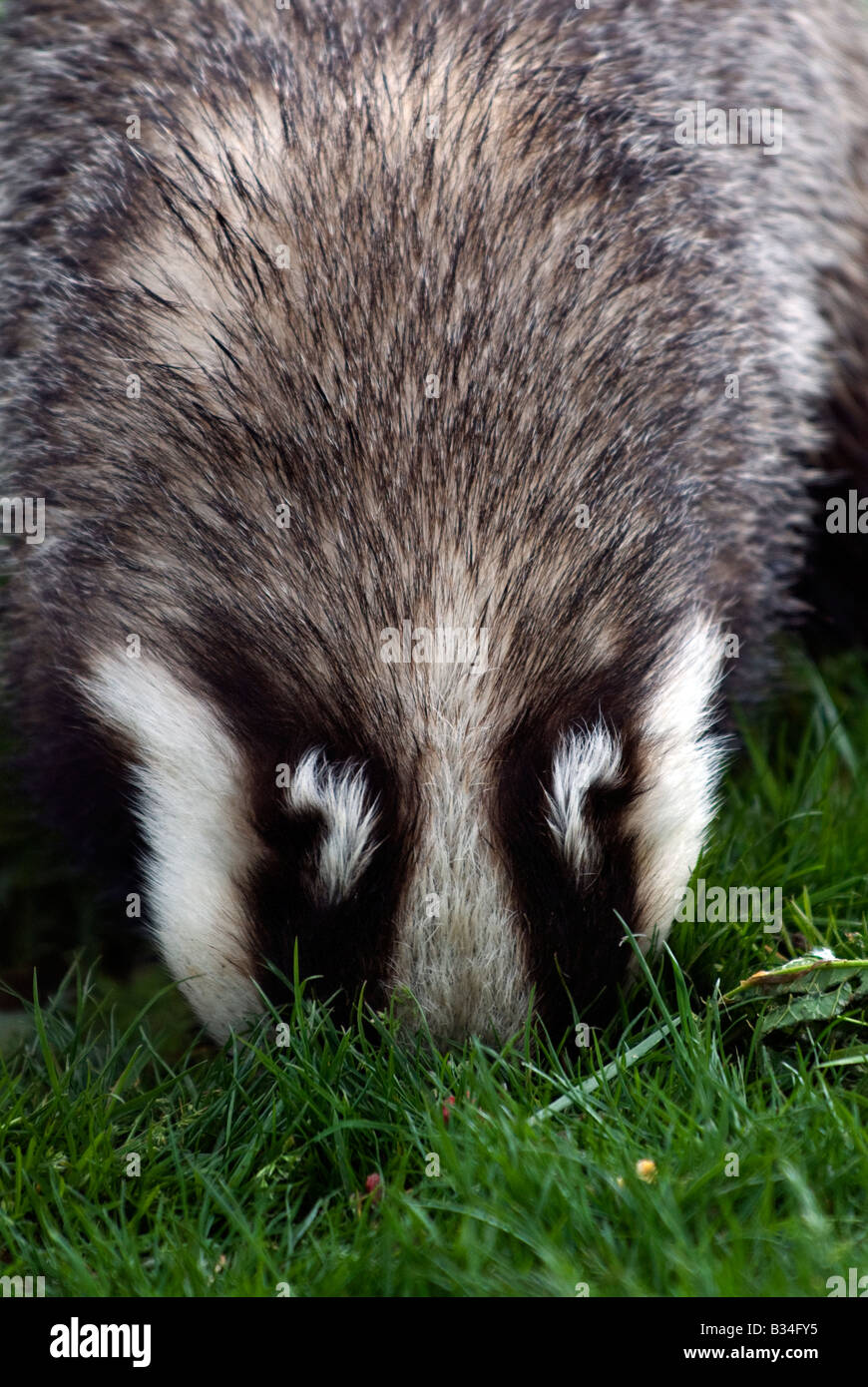 Badger hide hi-res stock photography and images - Alamy